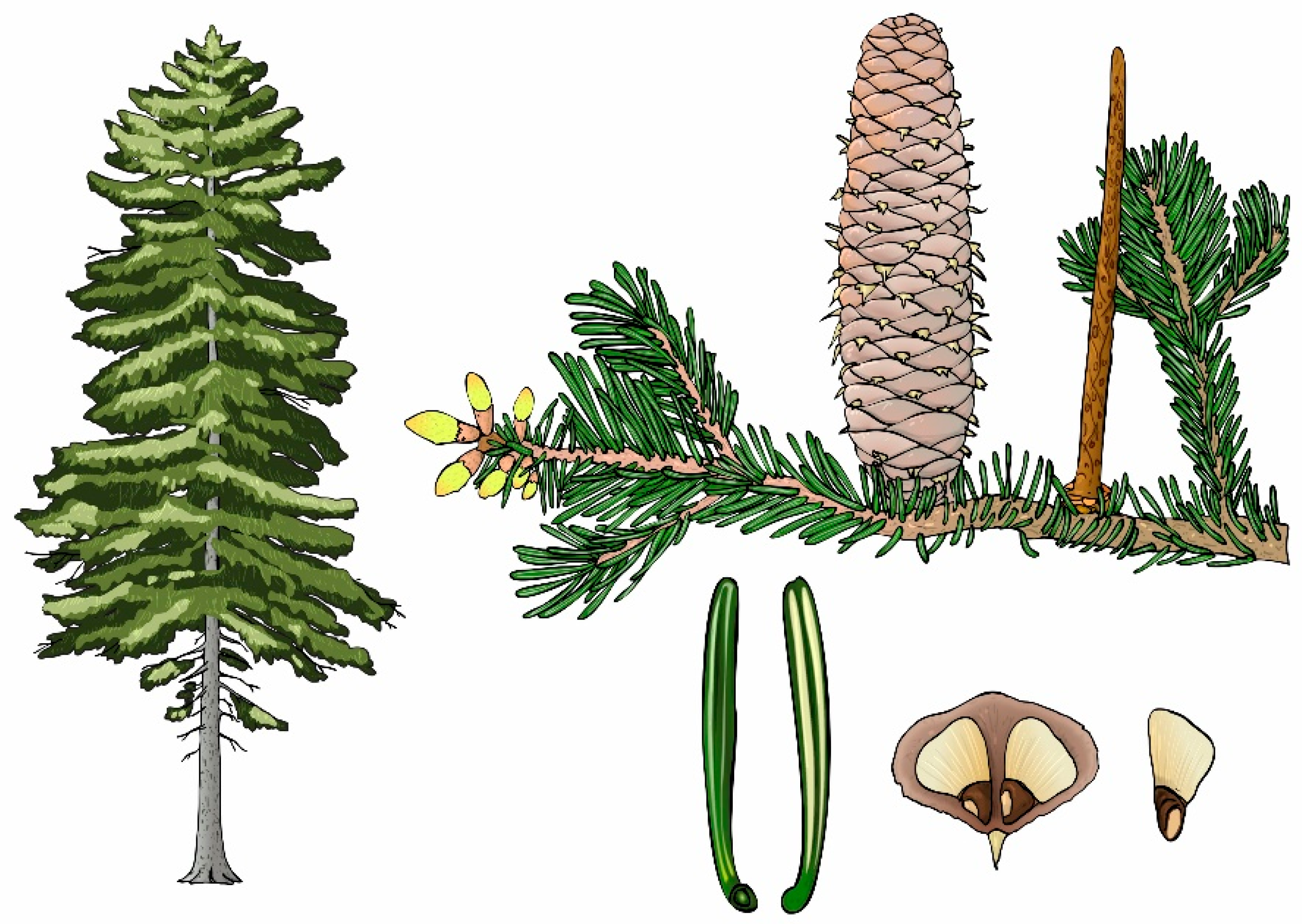 Silver Fir (Abies alba Mill.): Review of Ecological Insights, Forest ...