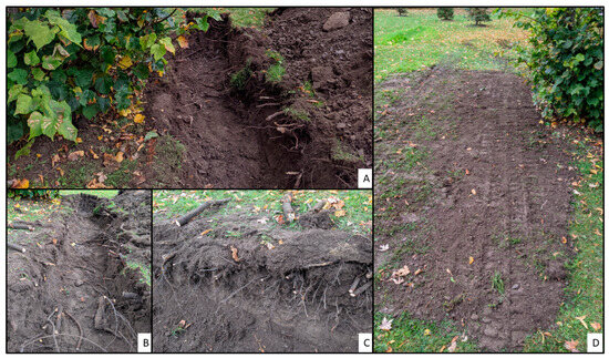 Impact of Root Cutting on Acer platanoides and Tilia cordata Tree ...
