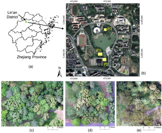 Forests Free Full Text A Hybrid Method For Individual Tree Detection In Broadleaf Forests