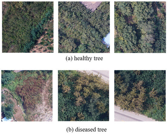 Forests | Free Full-Text | A Lightweight Pine Wilt Disease Detection Method Based on Vision ...
