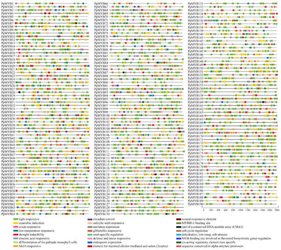 Genome-Wide Identification of MYB Gene Family in Peach and ...