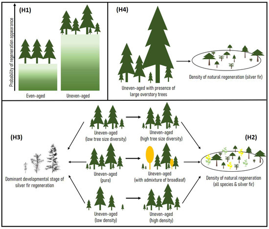 Contrasting Regeneration Patterns in Abies alba-Dominated Stands: Insights from Structurally ...