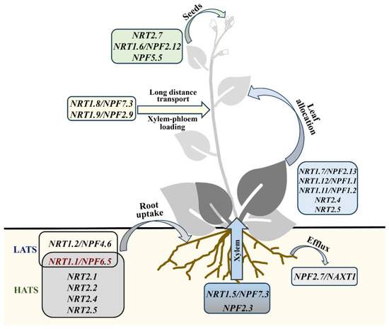 The Utilization and Roles of Nitrogen in Plants