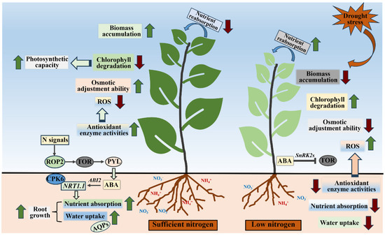 The Utilization and Roles of Nitrogen in Plants