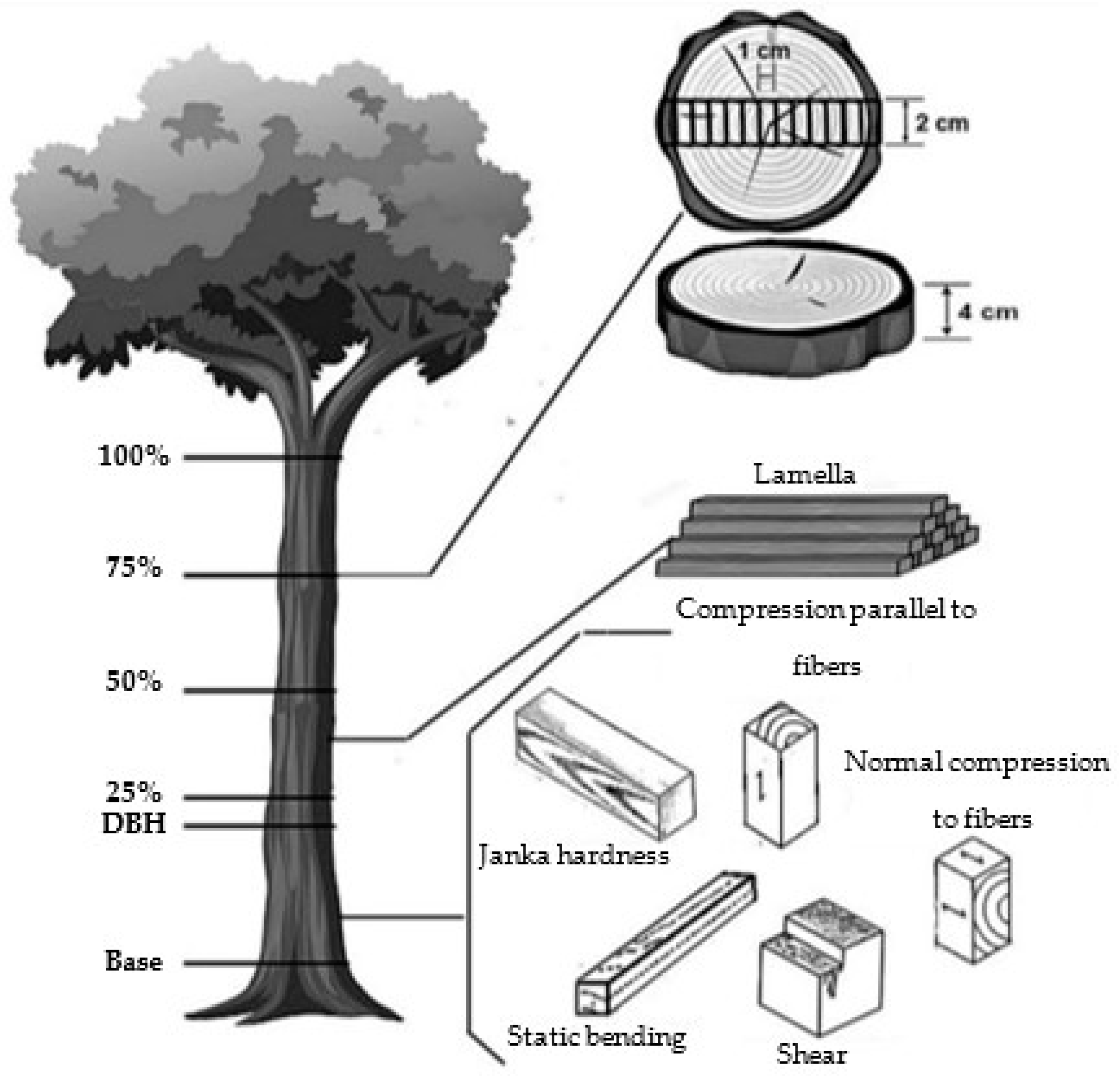 Forests | Free Full-Text | Physical and Mechanical Properties of ... Forests | Free Full-Text | Physical and Mechanical Properties of ...