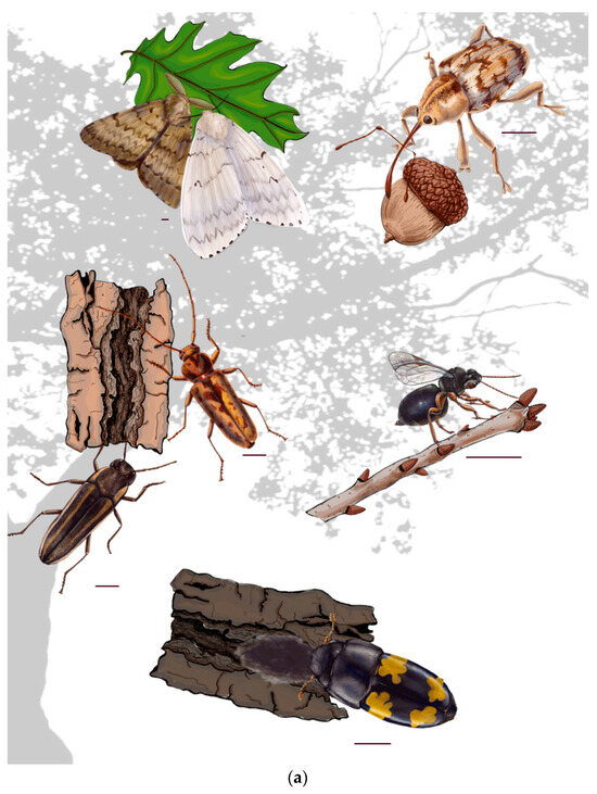 Current and Future Insect Threats to Oaks of the Midwest, Great Lakes ...