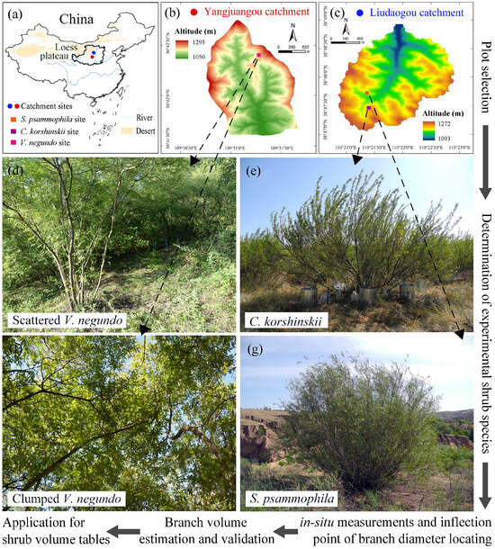 Improved Branch Volume Prediction of Multi-Stemmed Shrubs: Implications ...