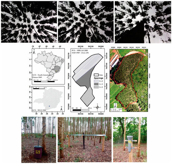 On Canopy Rainfall Interception Modeling in a Eucalyptus Plantation