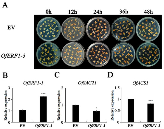 Osmanthus fragrans Ethylene Response Factor OfERF1-3 Delays Petal ...