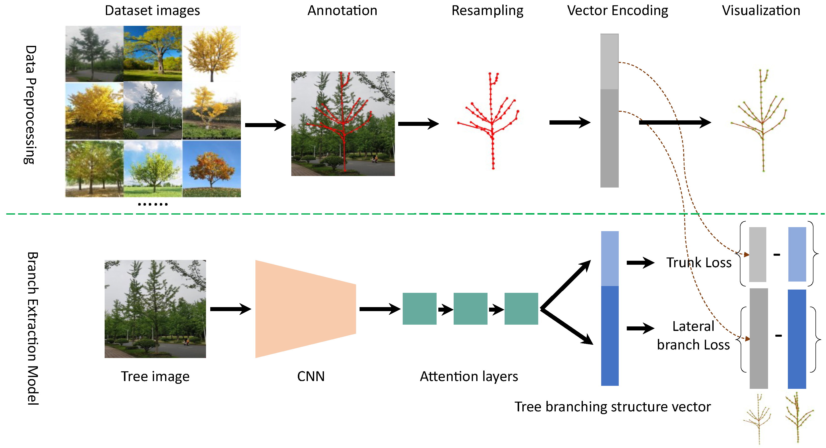 Automatic Method for Extracting Tree Branching Structures from a Single ...