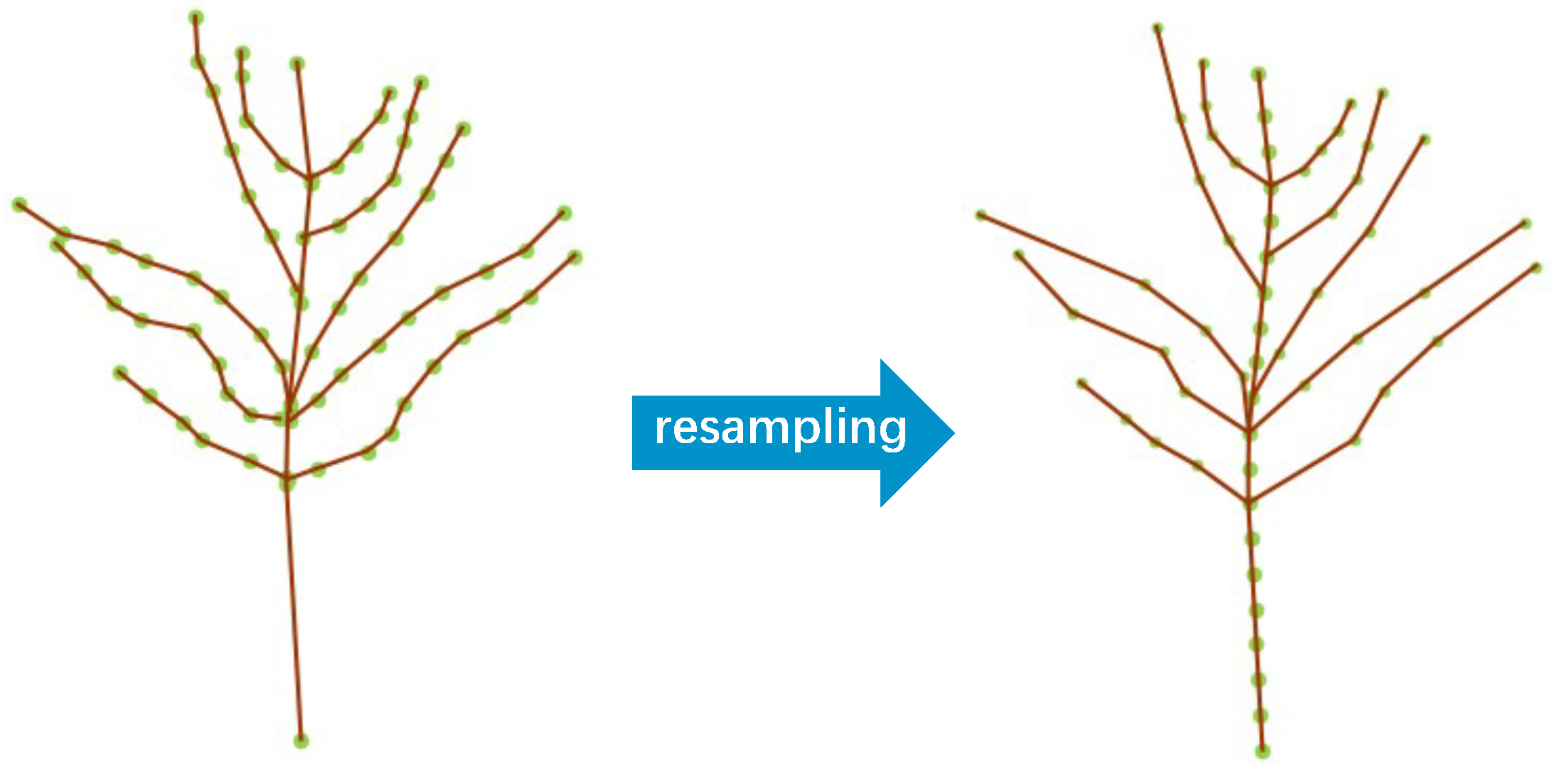 Automatic Method for Extracting Tree Branching Structures from a Single ...