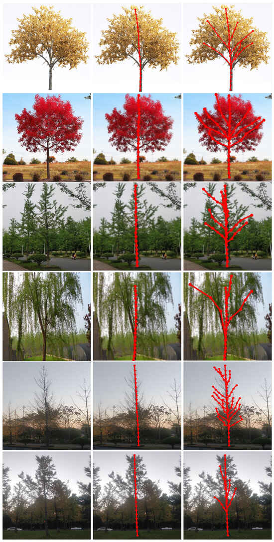 Automatic Method for Extracting Tree Branching Structures from a Single ...