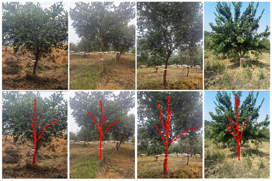 Automatic Method for Extracting Tree Branching Structures from a Single ...