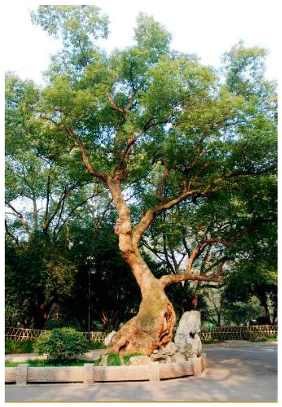 Carbon Sequestration of Common Garden Tree Species under the Carbon ...