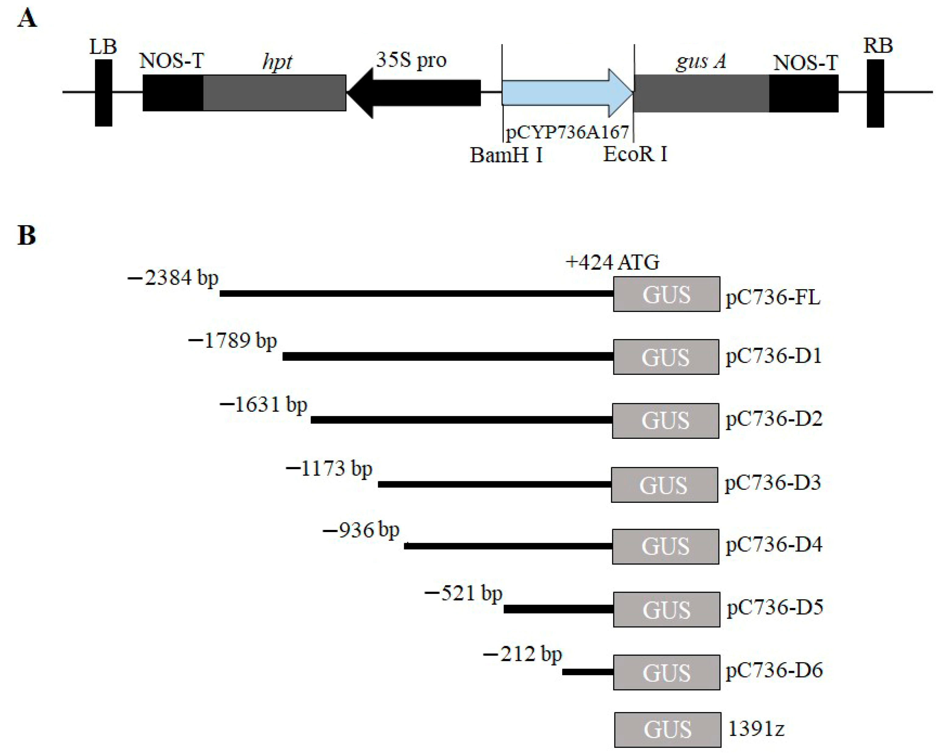 Molecular Cloning and Functional Characterization of a Cytochrome P450 ...