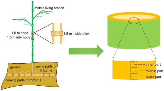 Comparative Study on Vascular Bundle Morphological Characteristics of ...