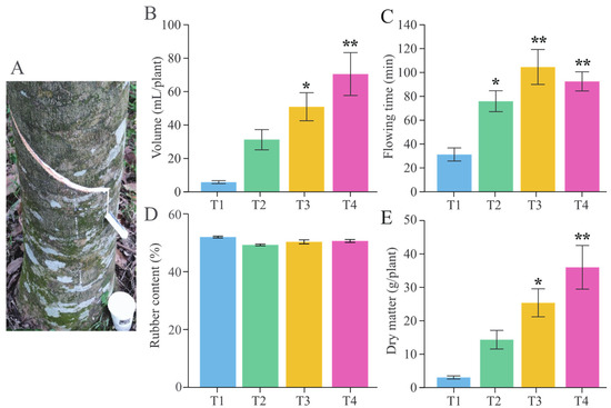 Transcriptomic and Proteomic Integration Reveals Key Tapping-Responsive ...