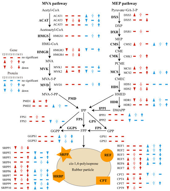 Transcriptomic and Proteomic Integration Reveals Key Tapping-Responsive ...