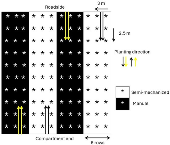 Enhancing Silvicultural Practices: A Productivity and Quality ...