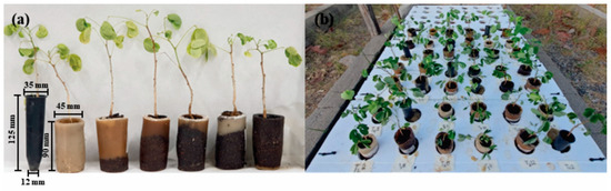 Seedling Production in Eco-Friendly Tubes Manufactured with Beeswax and ...