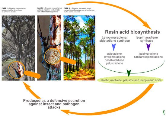 Abieta-7,13-Diene in Nematode-Infected Pinewood Pinus pinaster Branch ...