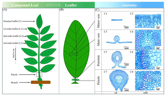 Variations and Coordination of Leaflet and Petiole Functional Traits ...