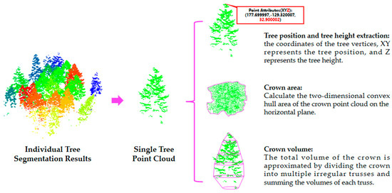 From Crown Detection to Boundary Segmentation: Advancing Forest ...