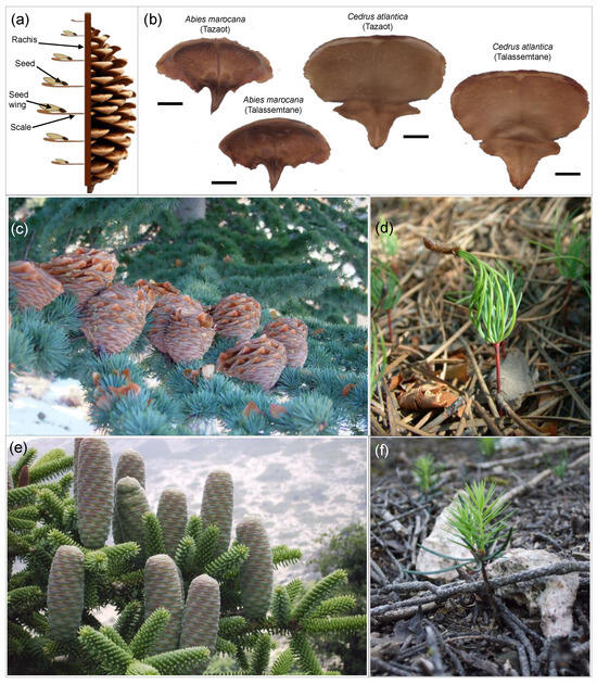Phenotypic Variation in Cone Scales and Seeds as Drivers of Seedling ...