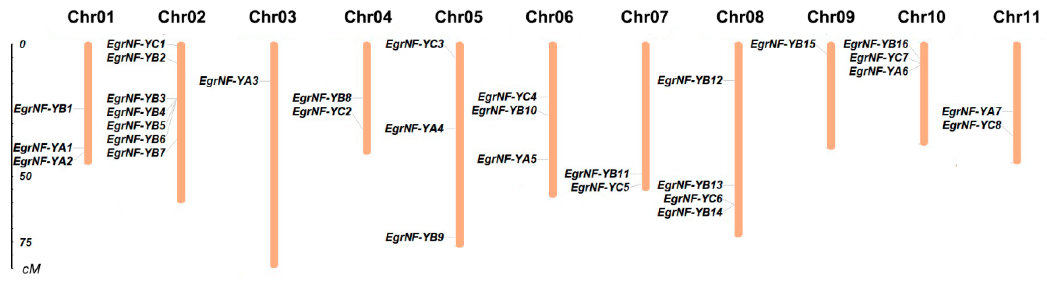 Genome-Wide Identification and Expression Profile Analysis of the NF-Y Transcription Factor Gene ...