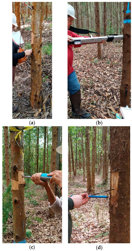 Machine Learning Algorithms and Nondestructive Methods for Estimating ...