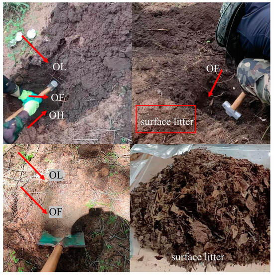 Biodiversity and Soil Jointly Drive Ecosystem Multifunctionality in ...