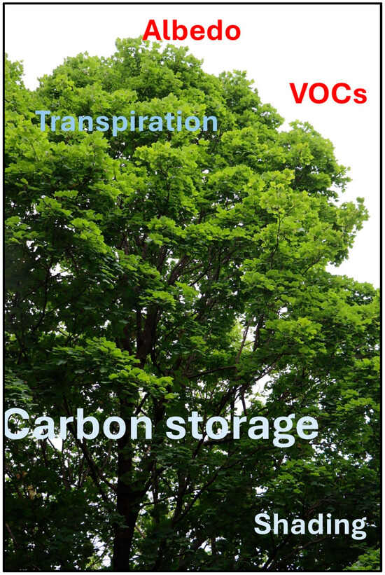 Planting Trees as a Nature-Based Solution to Mitigate Climate Change ...