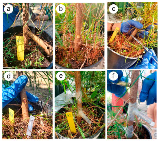 Toward Safer Resin Tapping: Assessing Alternative Chemical Stimulants ...