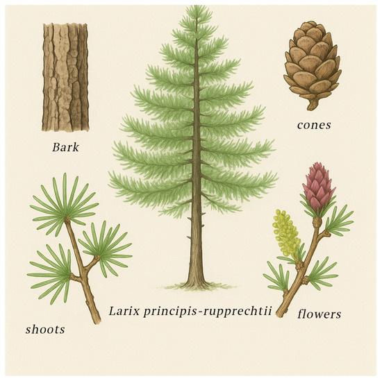 Patterns of Intra-Order Variation in Shoot Traits Are Order-Specific ...