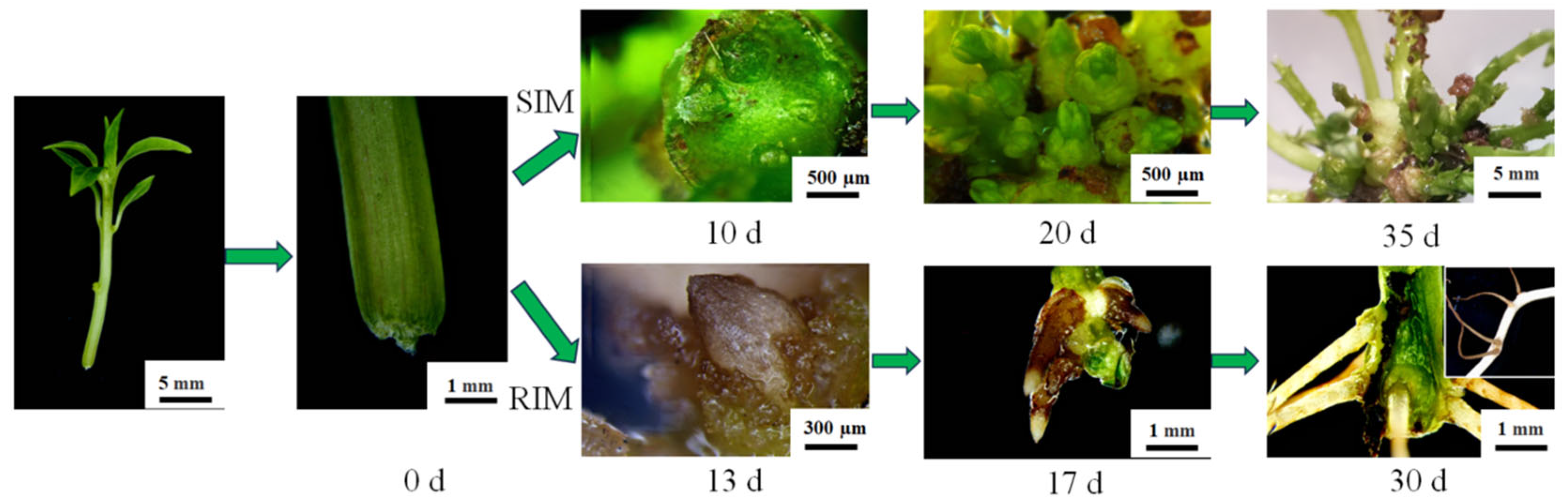 Physiological Characteristics and Transcriptomic Analysis of Young ...