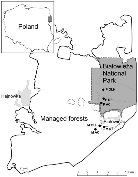 Plant-Dwelling Spider Assemblages in Managed and Protected Primeval ...