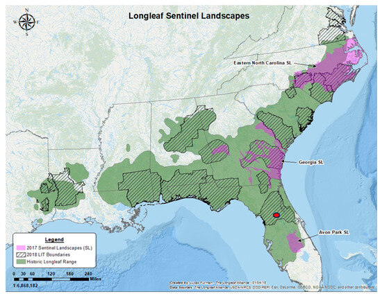 Fire Effects on Lichen Biodiversity in Longleaf Pine Habitat