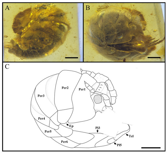 Fossils | Free Full-Text | First Fossil of Tylidae (Isopoda: Oniscidea ...