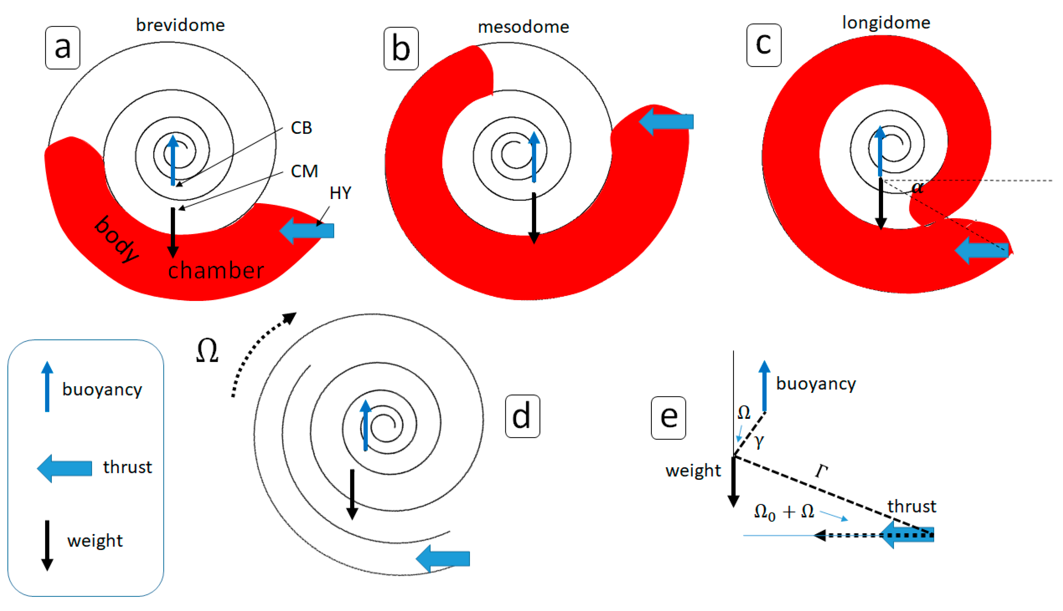 The Hydrodynamics of Ammonoid Swimming: Equations of Motion and Rocking ...