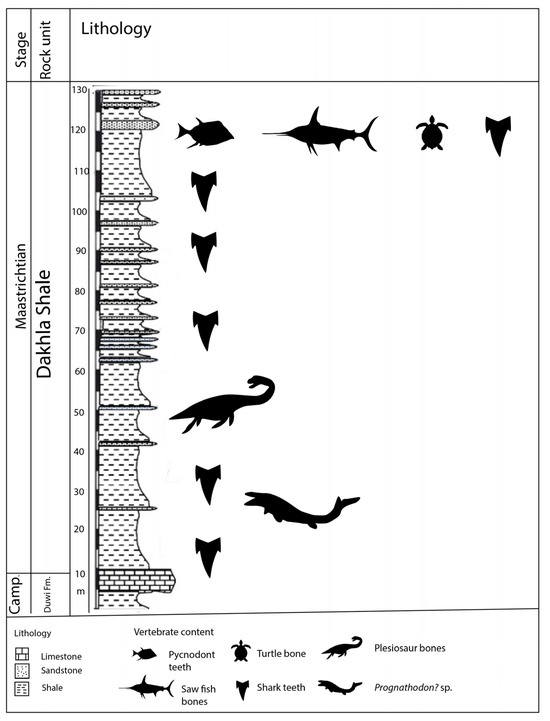 A Prognathodontin Mosasaur from the Maastrichtian of the Dakhla Oasis ...