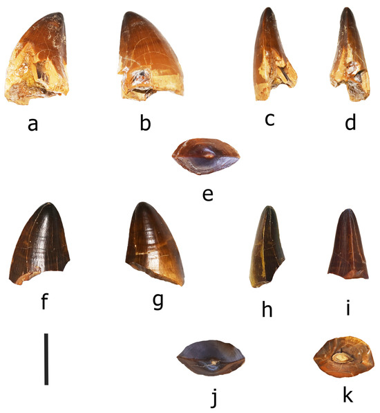 A Prognathodontin Mosasaur from the Maastrichtian of the Dakhla Oasis ...