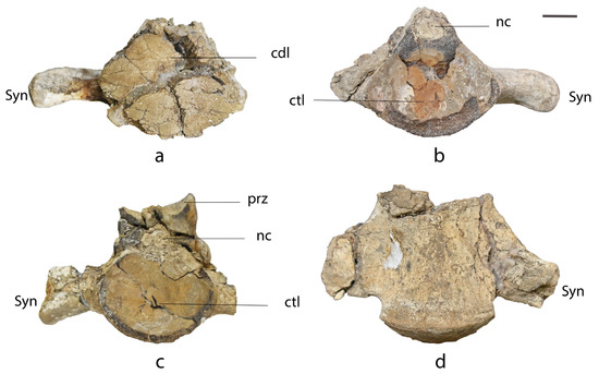 A Prognathodontin Mosasaur from the Maastrichtian of the Dakhla Oasis ...