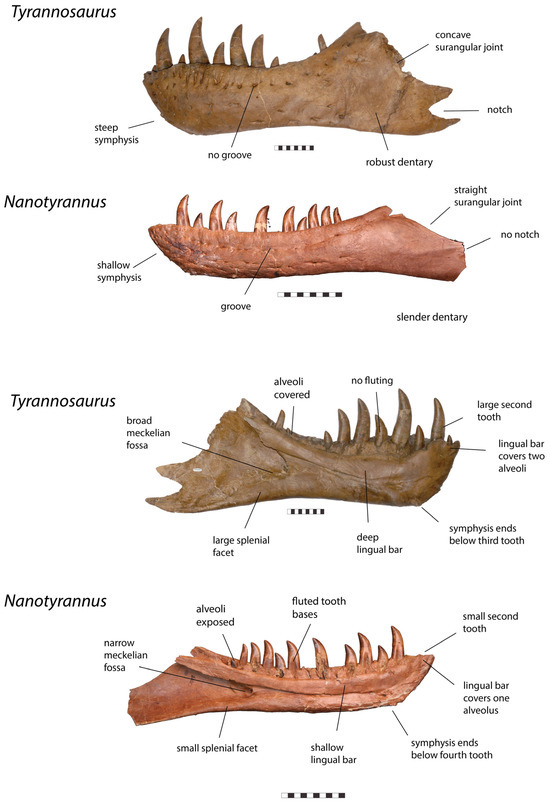 Taxonomic Status of Nanotyrannus lancensis (Dinosauria ...