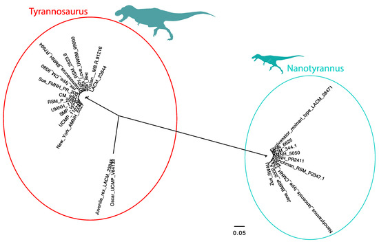 Taxonomic Status of Nanotyrannus lancensis (Dinosauria ...