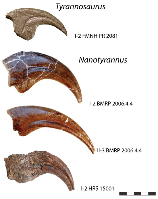 Fossil Studies | Free Full-Text | Taxonomic Status of Nanotyrannus ...