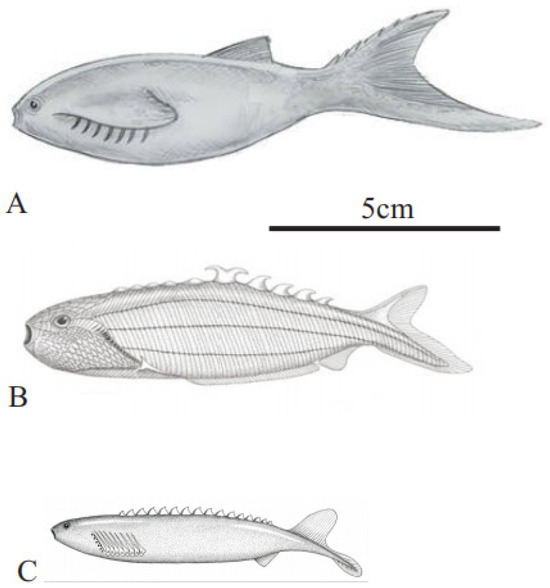 The Life and Death of Jamoytius kerwoodi White; A Silurian Jawless ...
