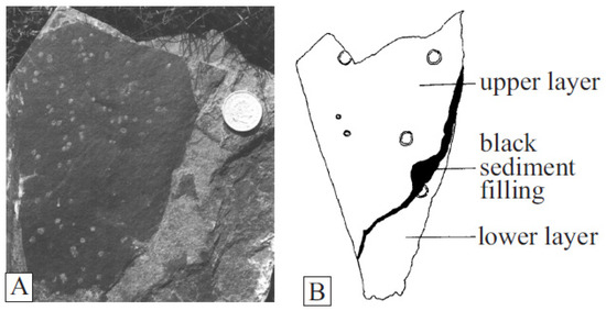 The Life and Death of Jamoytius kerwoodi White; A Silurian Jawless ...