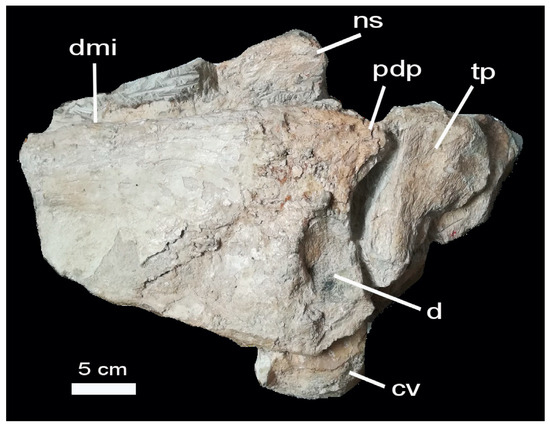 Caletodraco cottardi: A New Furileusaurian Abelisaurid (Dinosauria: Theropoda) from the ...