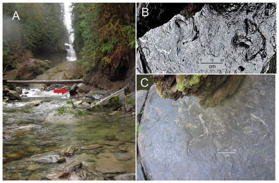Giant Bird Tracks (Family Gastornithidae) from the Paleogene Chuckanut ...