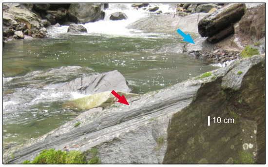 Giant Bird Tracks (Family Gastornithidae) from the Paleogene Chuckanut ...